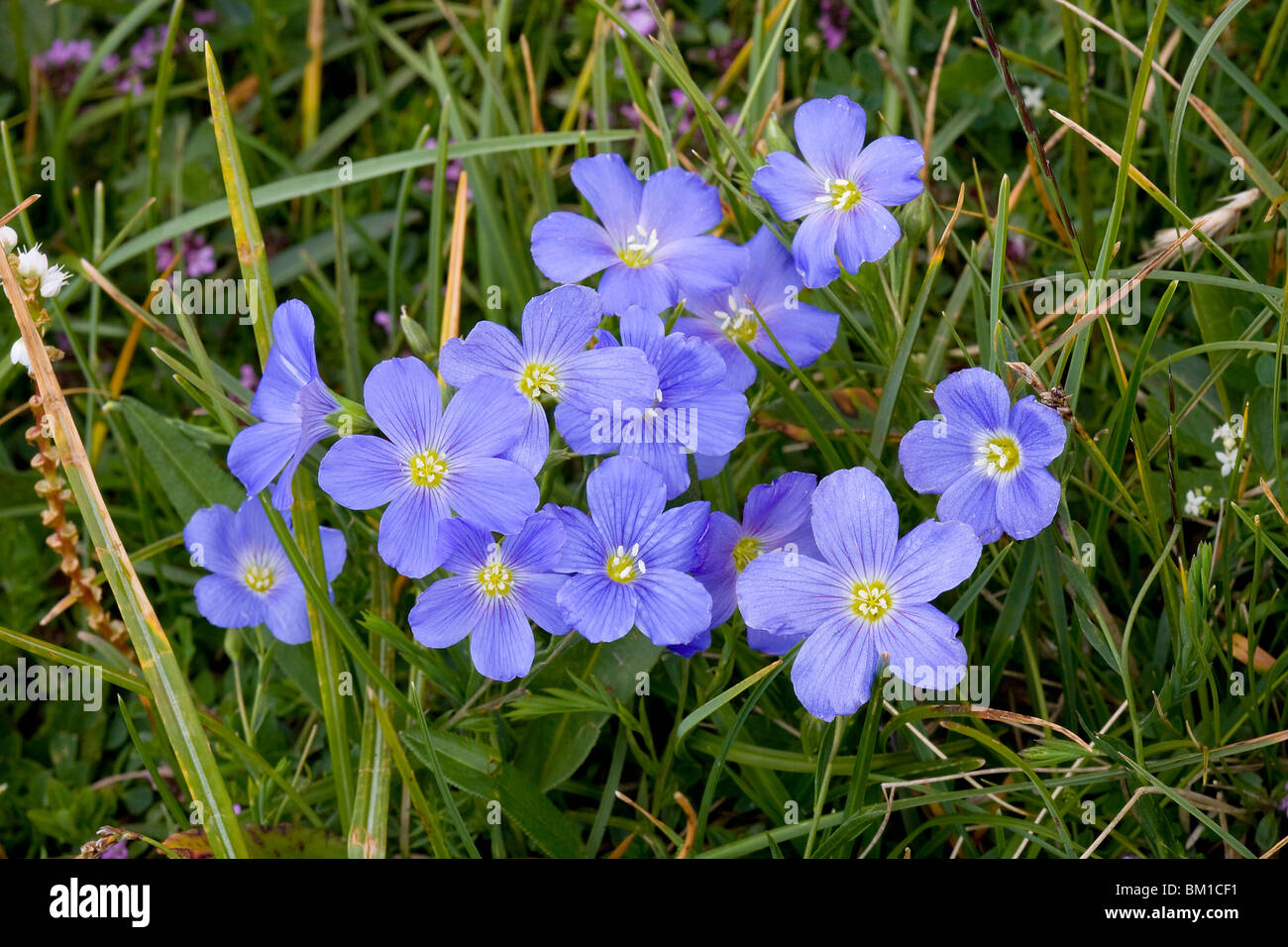Linum alpinum, alpine flax, lino alpino Stock Photo - Alamy