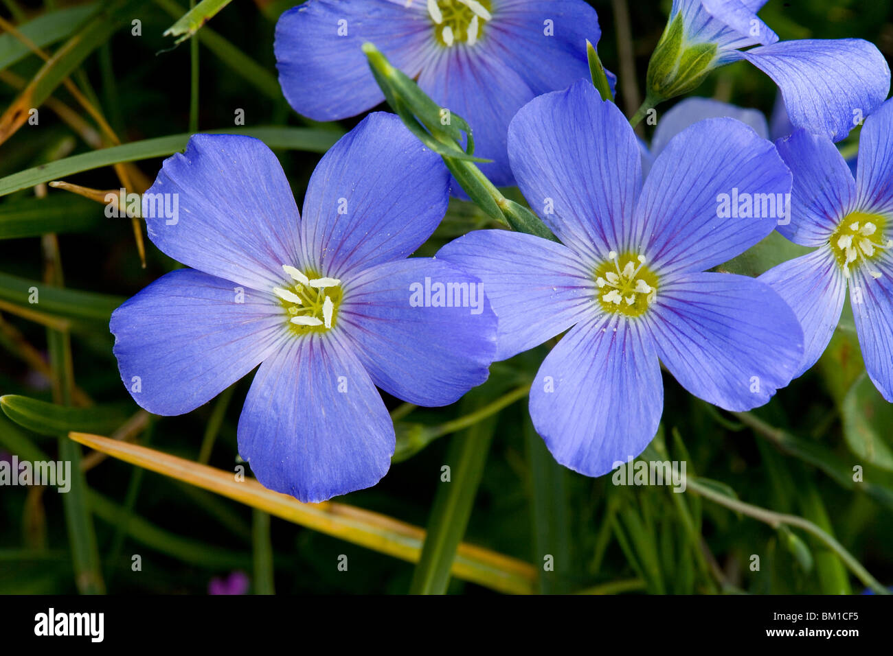 Linum alpinum, alpine flax, lino alpino Stock Photo - Alamy
