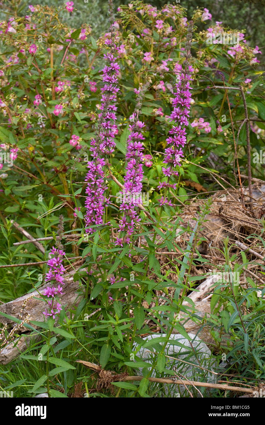 Lythrum salicaria, purple loosestrife Stock Photo - Alamy