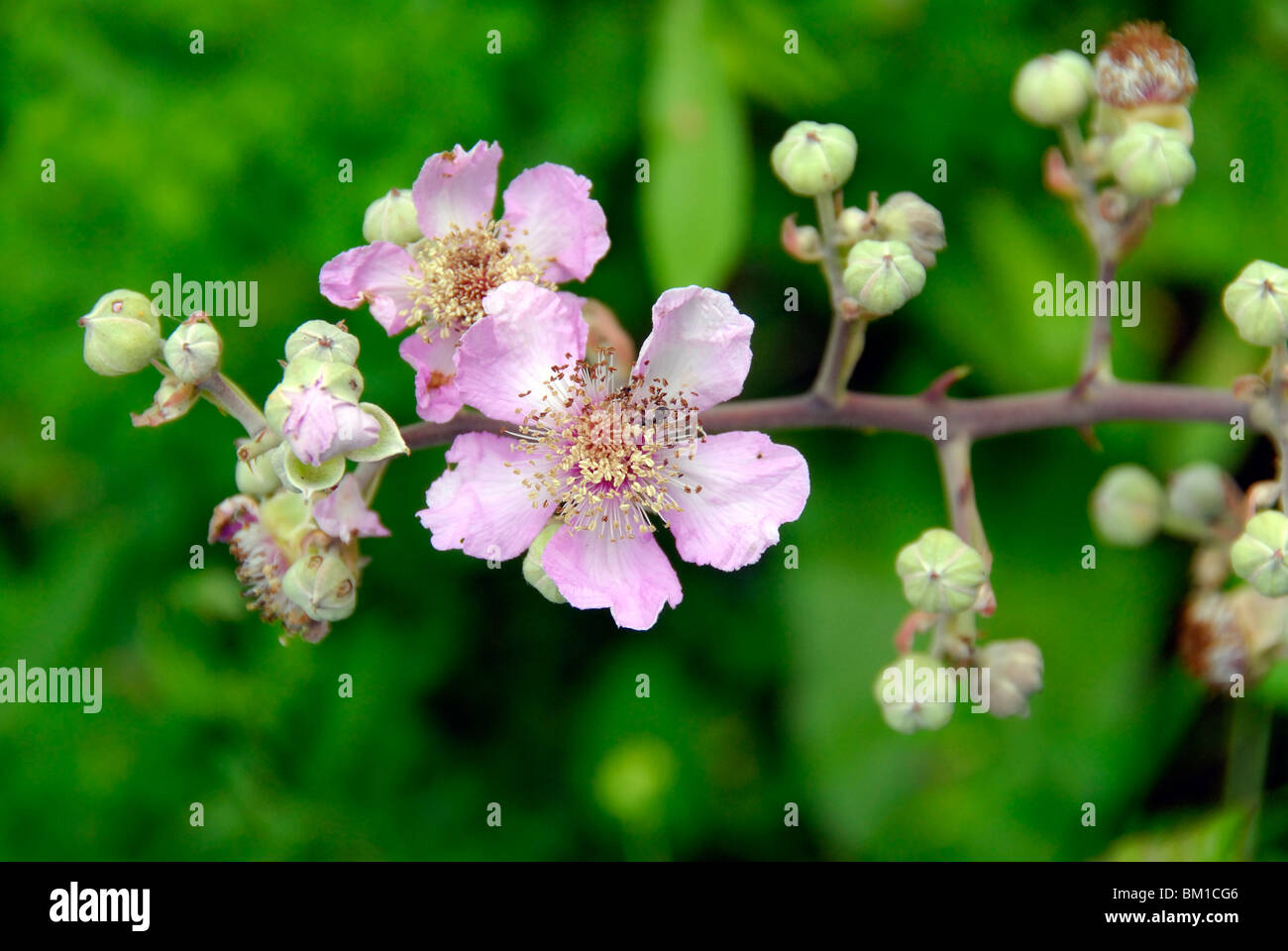 Rubus ulmifolius flower hi-res stock photography and images - Alamy