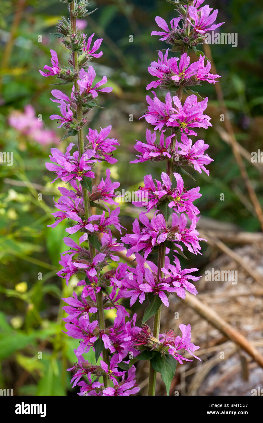 Lythrum salicaria, purple loosestrife Stock Photo - Alamy