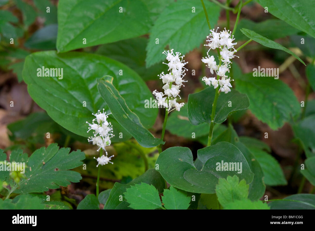 Maianthemum bifolium, may lily Stock Photo - Alamy