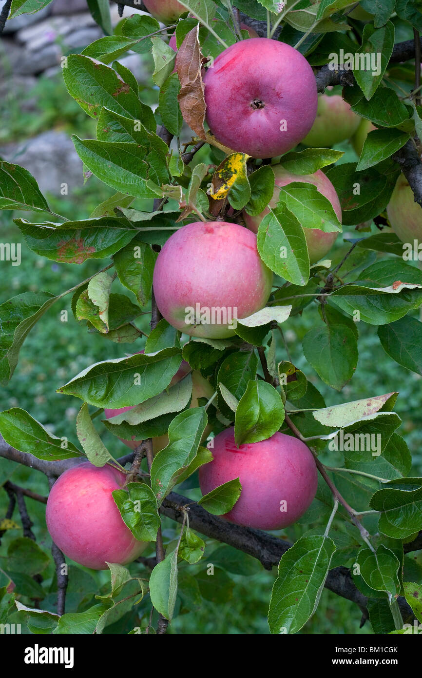 Jonathan apple hi-res stock photography and images - Alamy