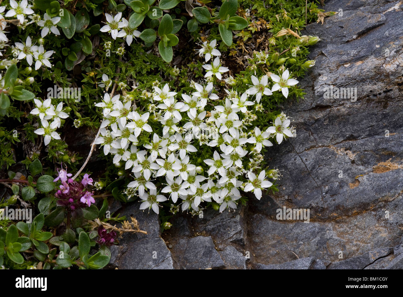 Minuartia rupestris hi-res stock photography and images - Alamy