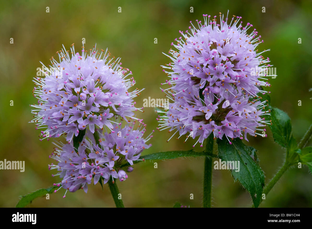 Mentha aquatica, water mint, menta d'acqua Stock Photo - Alamy