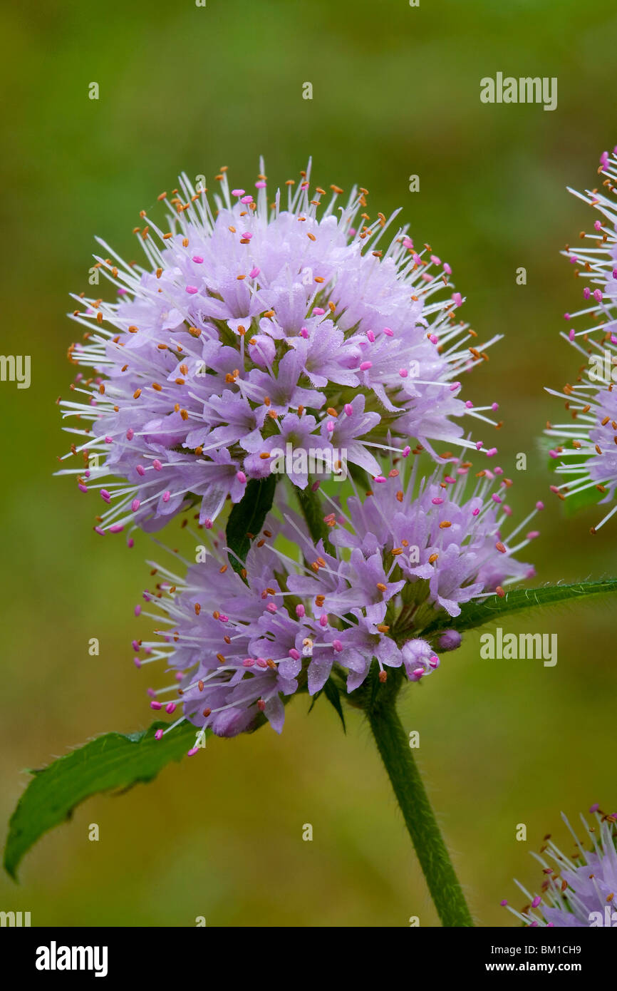 Mentha aquatica, water mint, menta d'acqua Stock Photo - Alamy