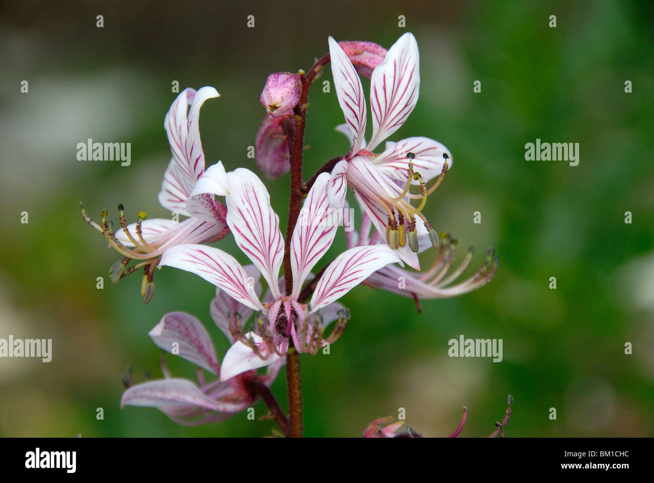 Dictamnus albus, Dictamnus Stock Photo - Alamy