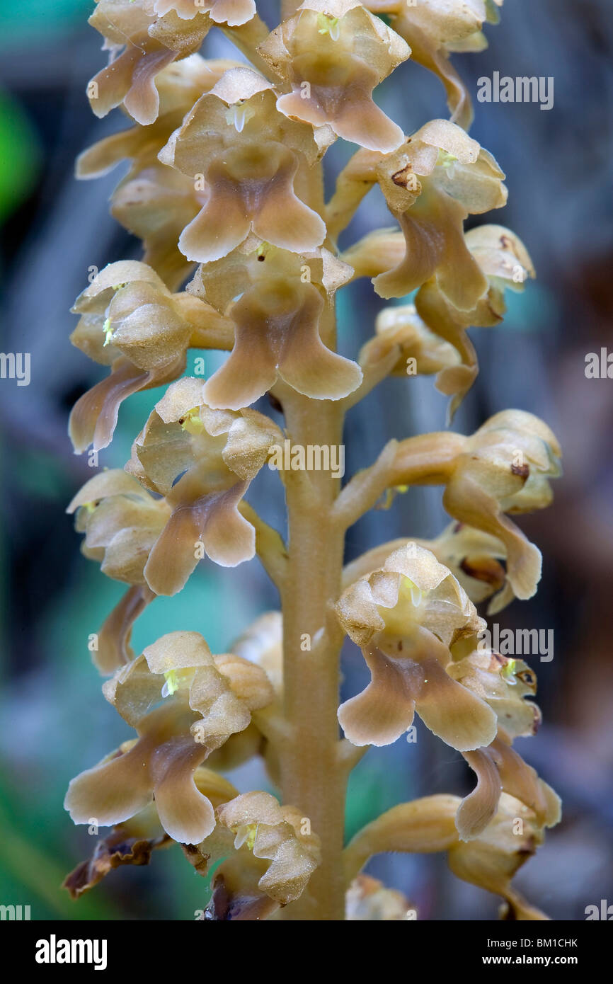 Neottia nidus-avis, bird nest, orchid, nido d'uccello, orchidea Stock ...