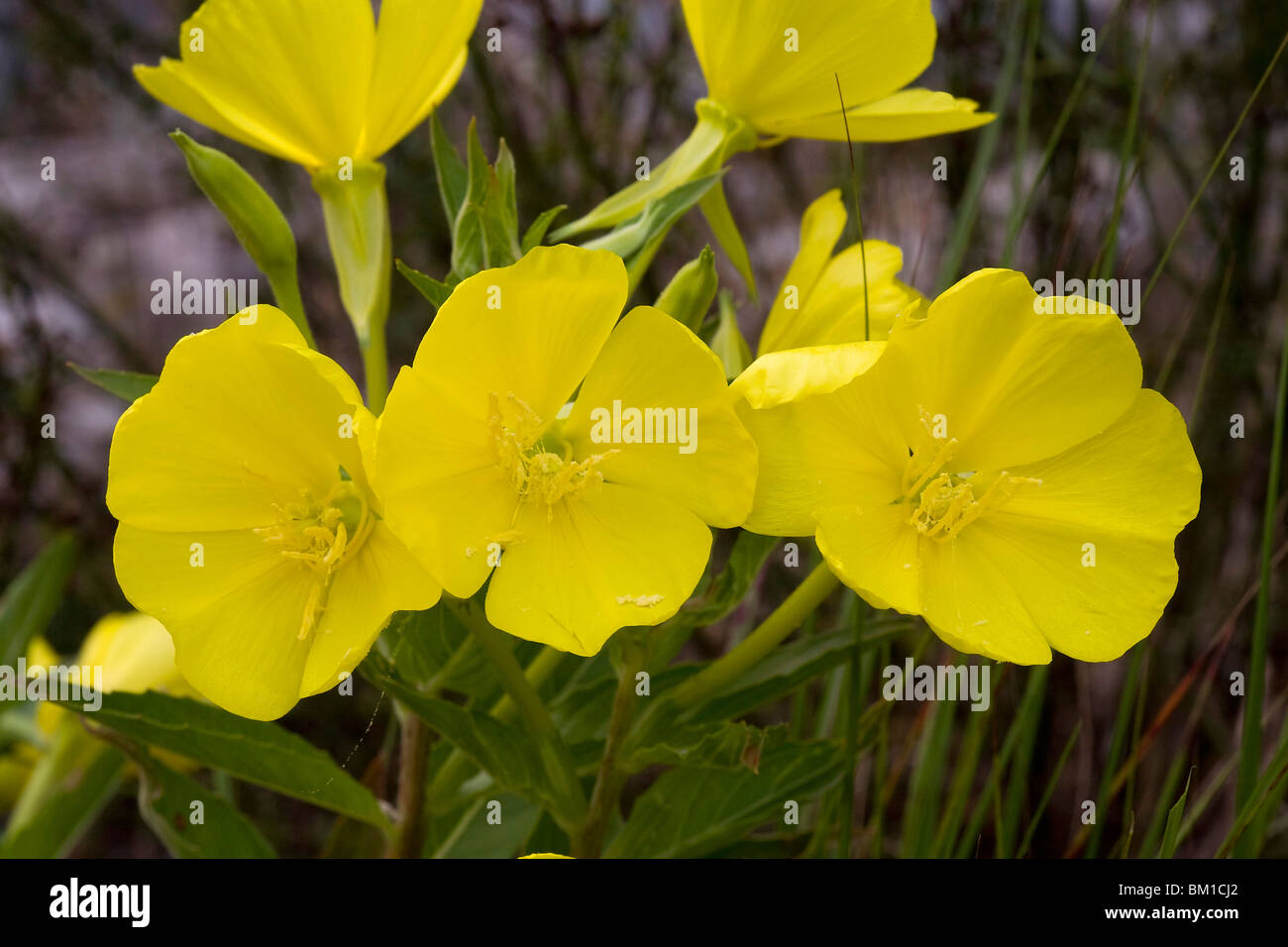 Oenothera biennis plant hi-res stock photography and images - Alamy