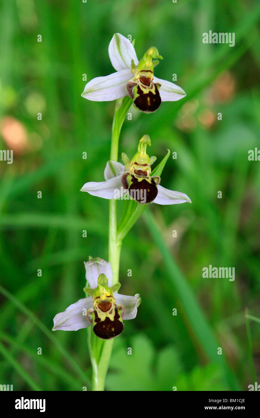 Ophrys apifera, orchid Stock Photo - Alamy