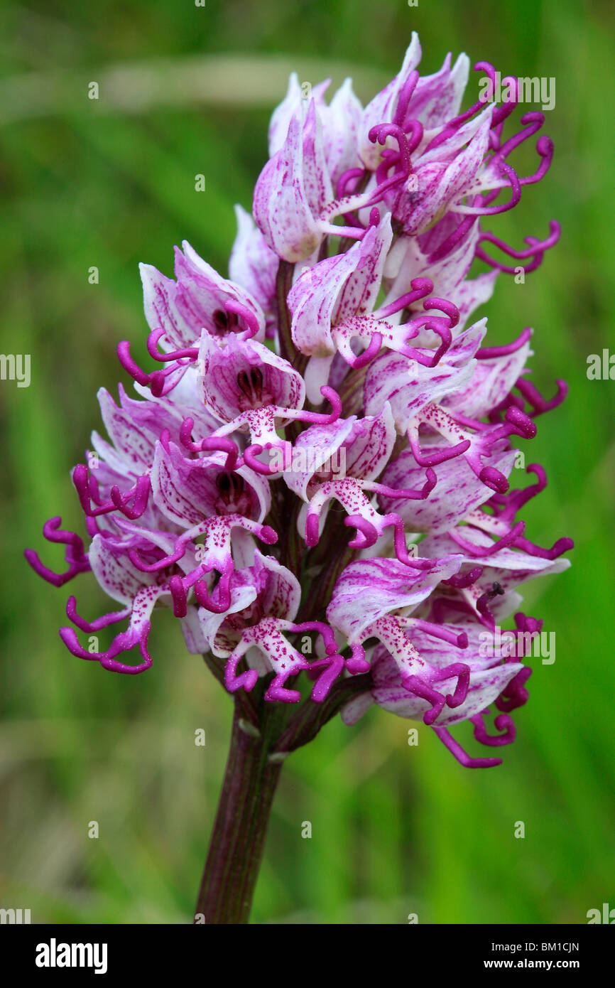 Orchis simia, orchid Stock Photo - Alamy