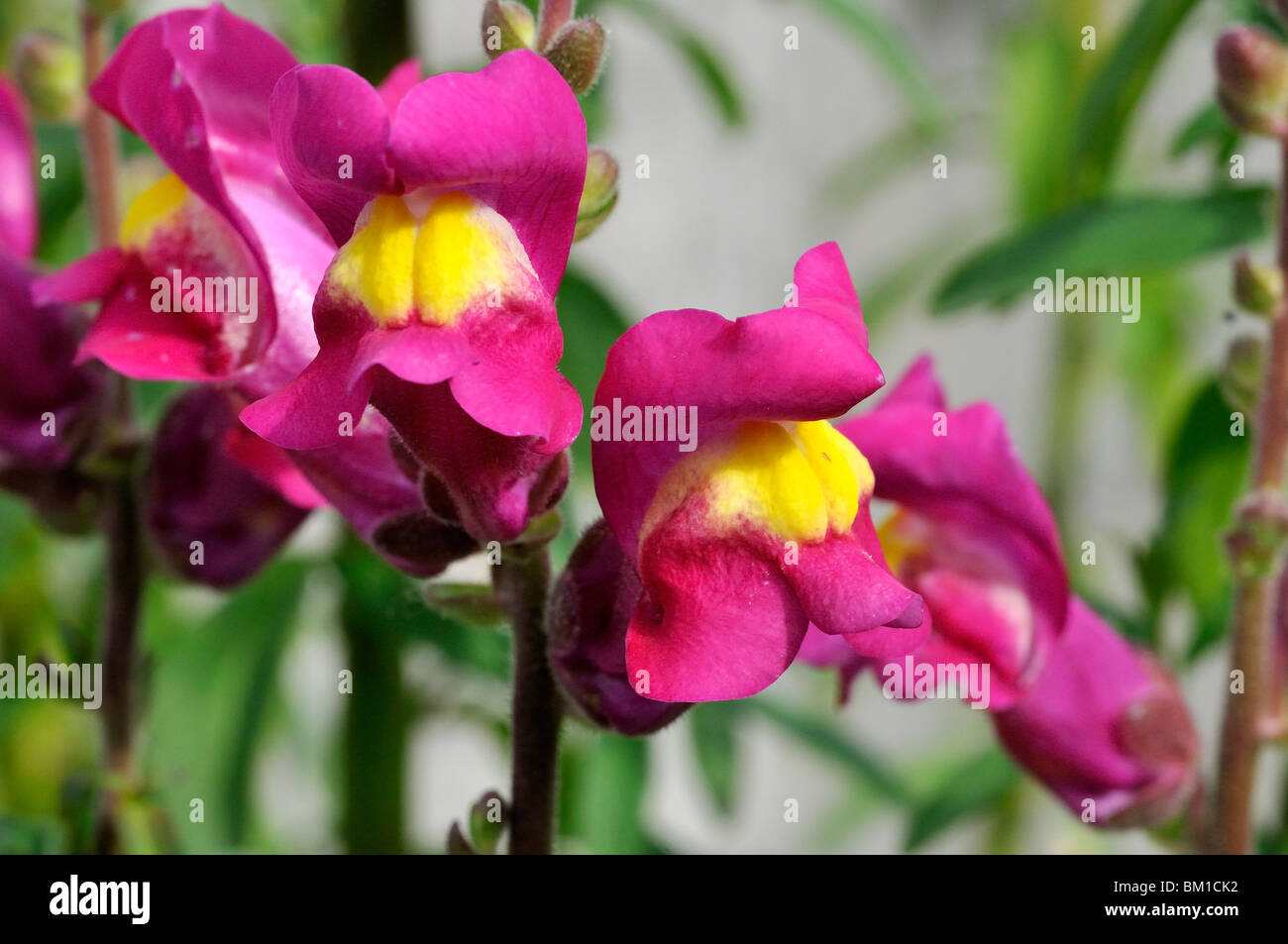 Antirrhinum majus, Common Snapdragon Stock Photo - Alamy