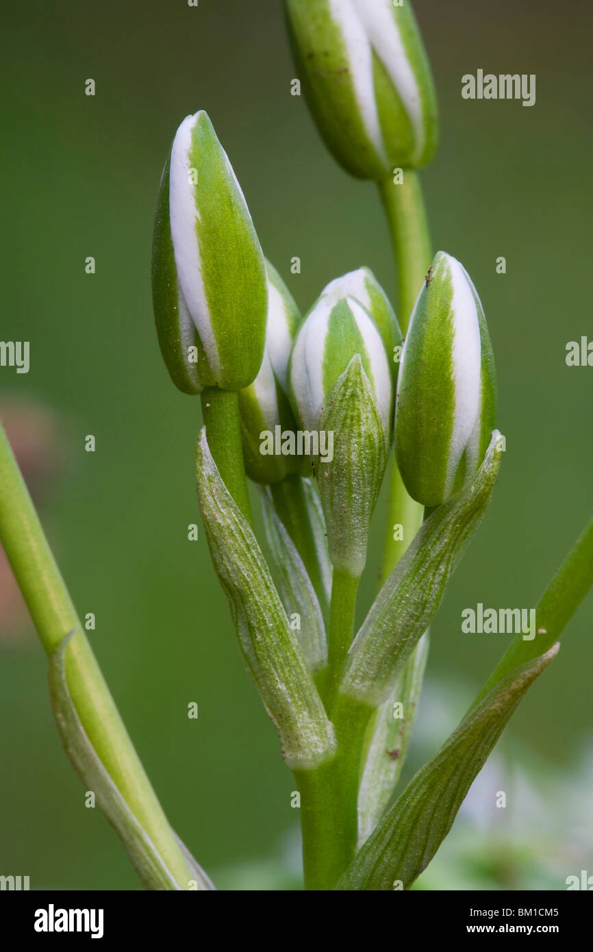 Gallina di gallina hi-res stock photography and images - Alamy