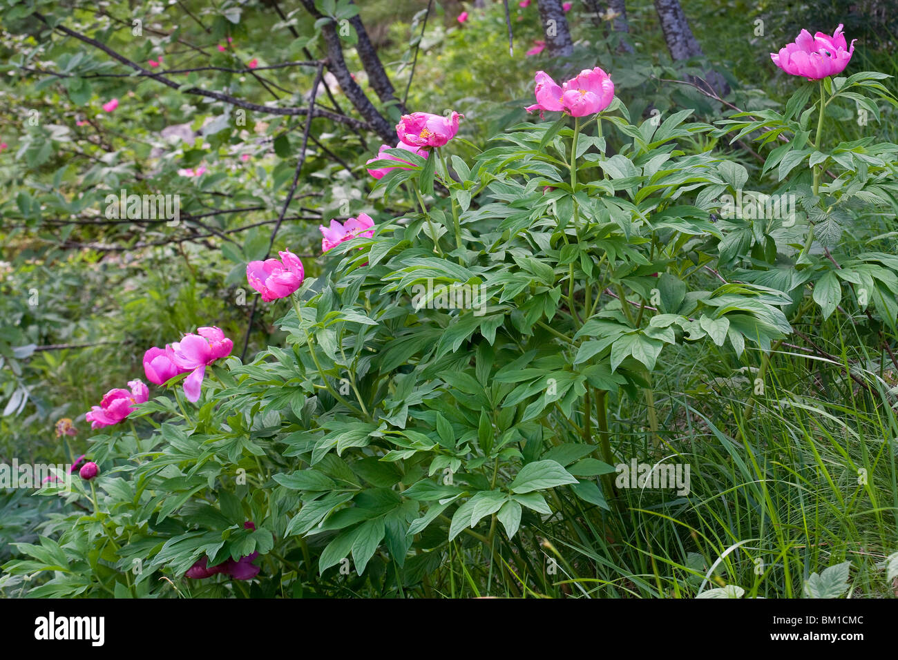 Paeonia officinalis, common peony Stock Photo - Alamy