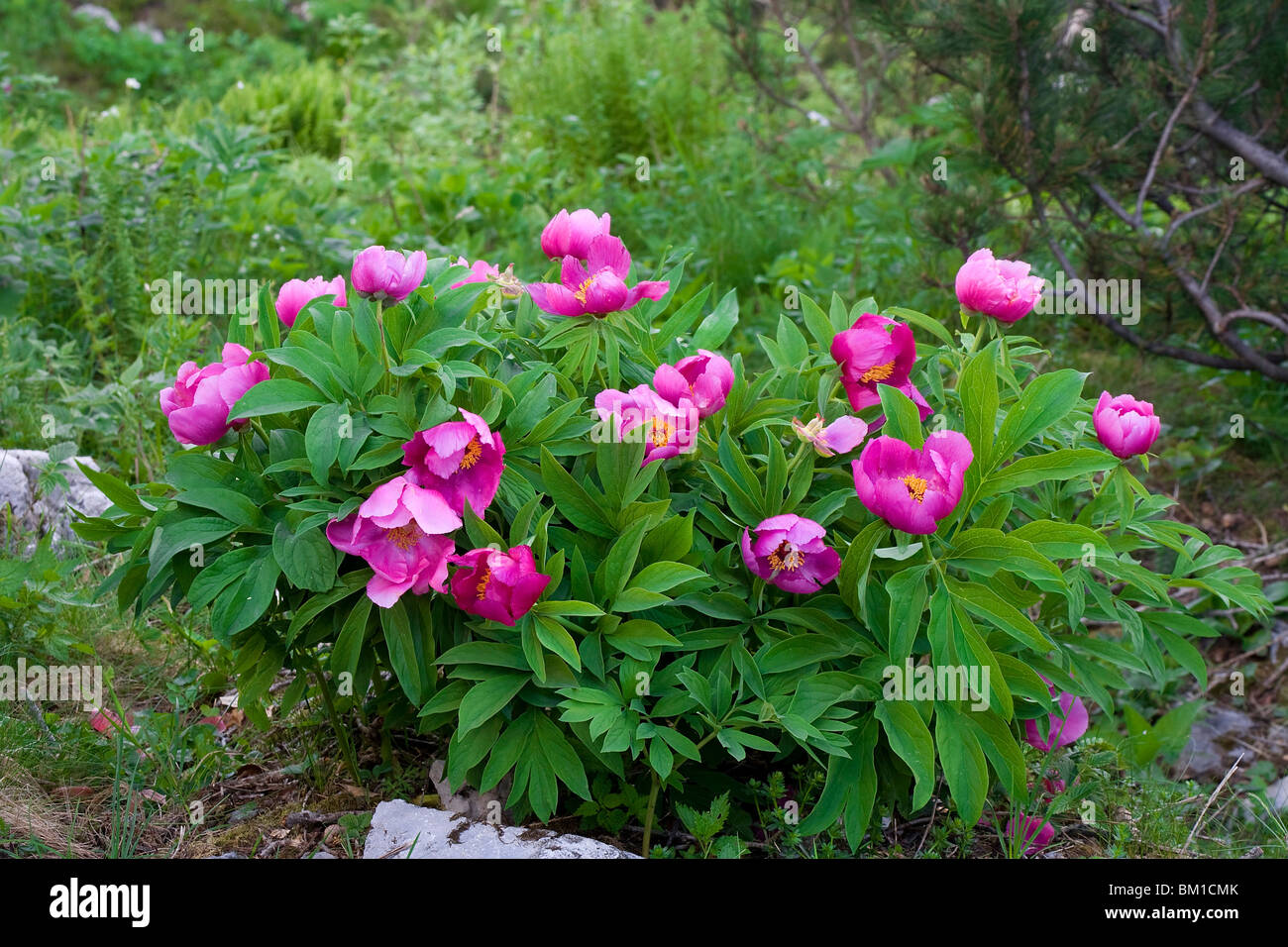 Paeonia officinalis, common peony Stock Photo - Alamy