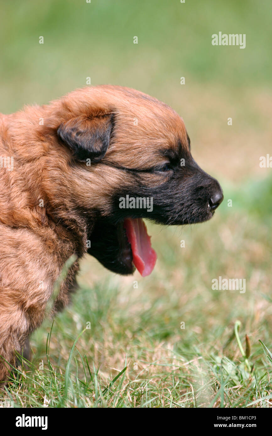Harzer Fuchs Welpe / Puppy Stock Photo - Alamy