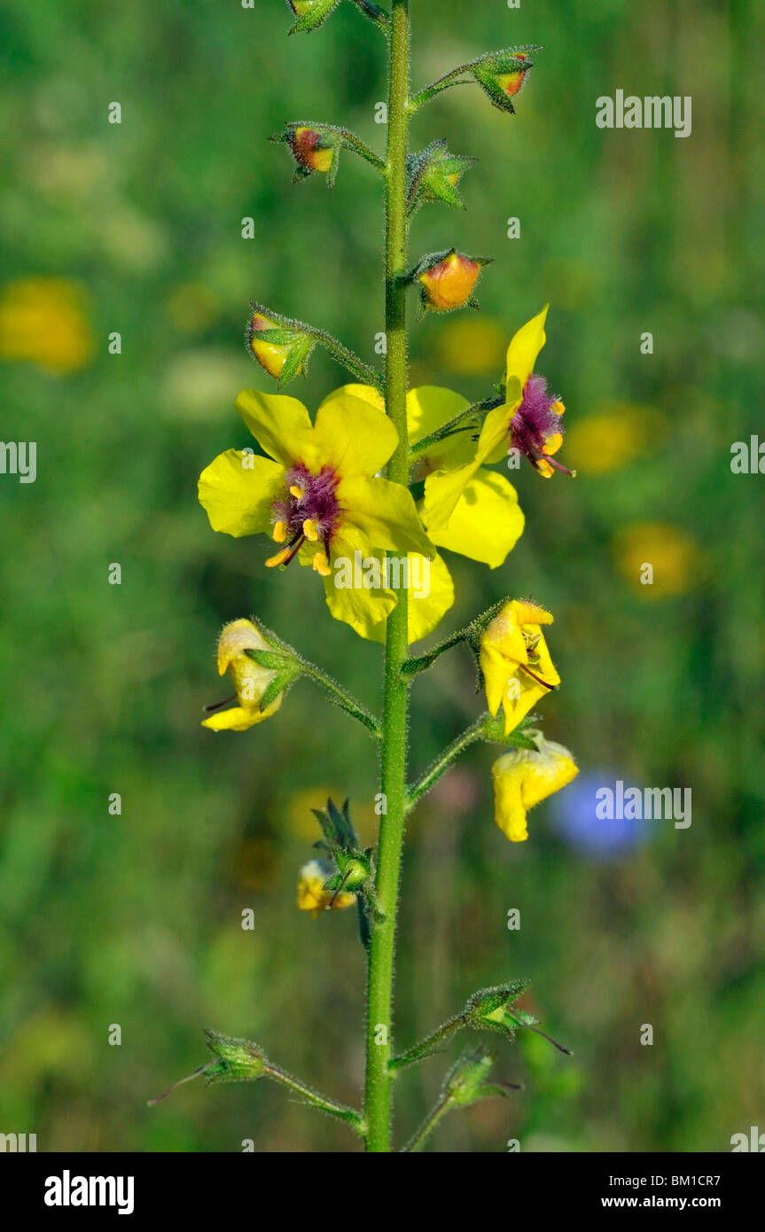 Blattaria hi-res stock photography and images - Alamy