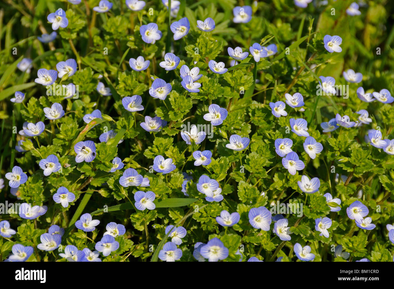 Persian speedwell hi-res stock photography and images - Alamy