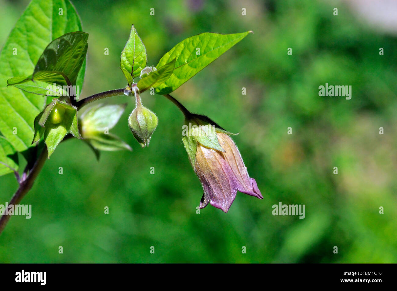 Belladonna or deadly nightshade hi-res stock photography and images - Alamy