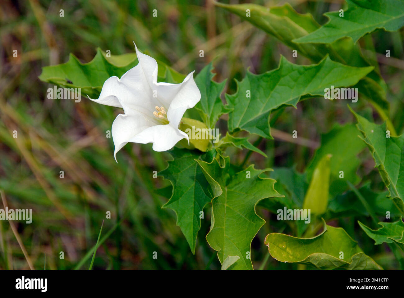 Datura stramonium, Thorn apple or Jimson weed Stock Photo - Alamy