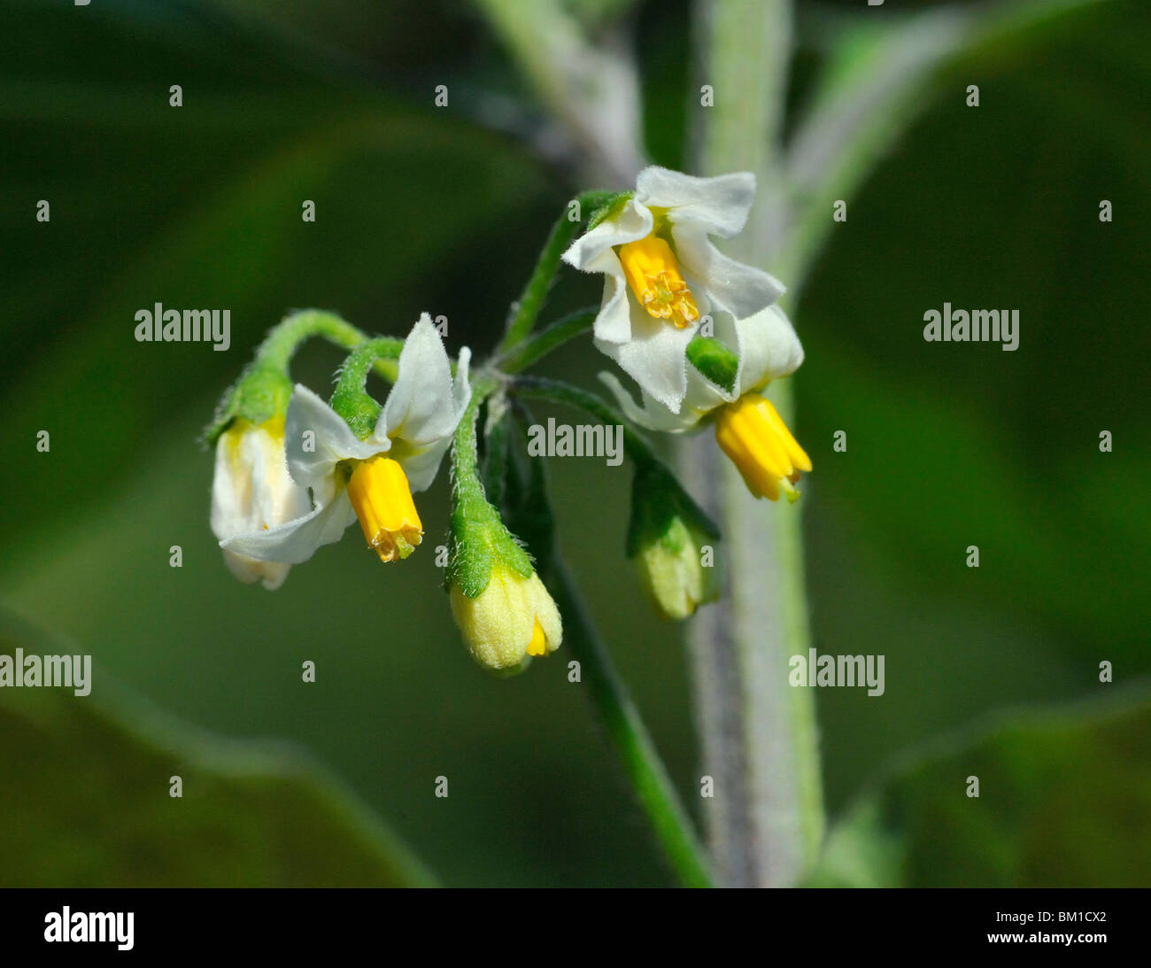 Solanum nigrum flower hi-res stock photography and images - Alamy