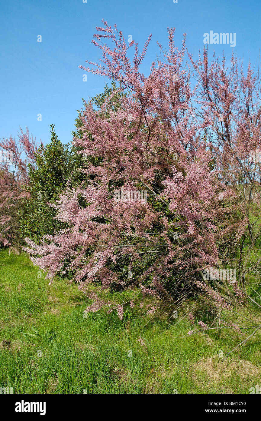 Tamarix gallica, French Tamarisk Stock Photo - Alamy