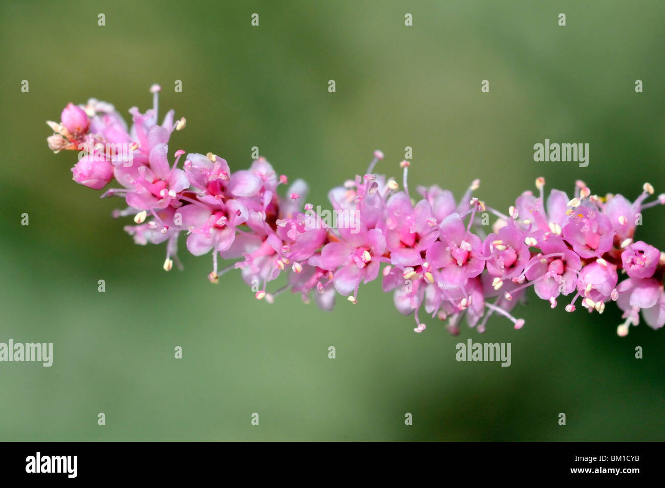 Tamarix gallica, French Tamarisk Stock Photo - Alamy