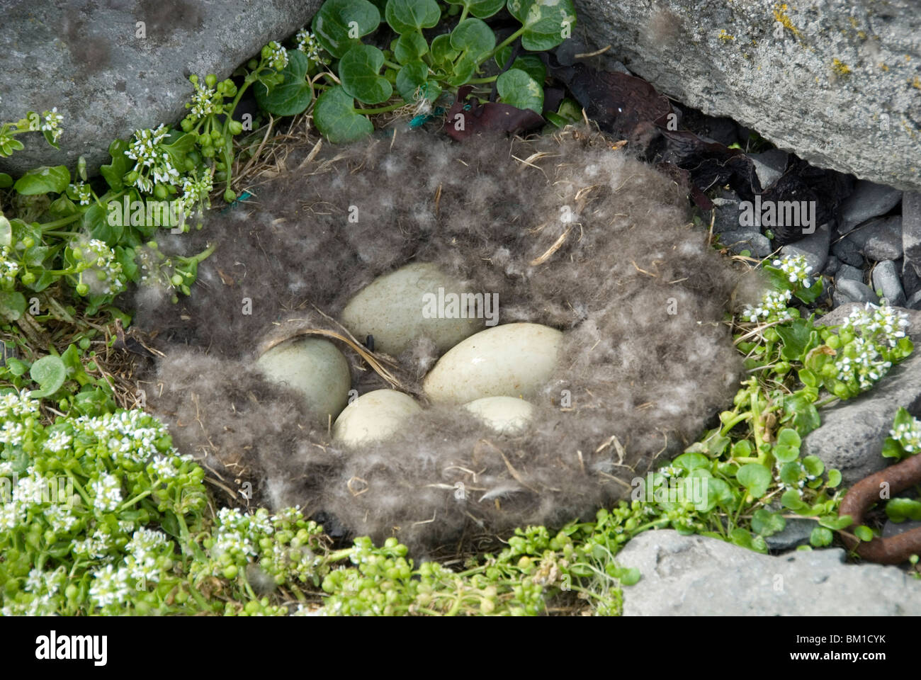 Eider duck eggs in nest made of eider down, Vigur Island, Isafjordur ...