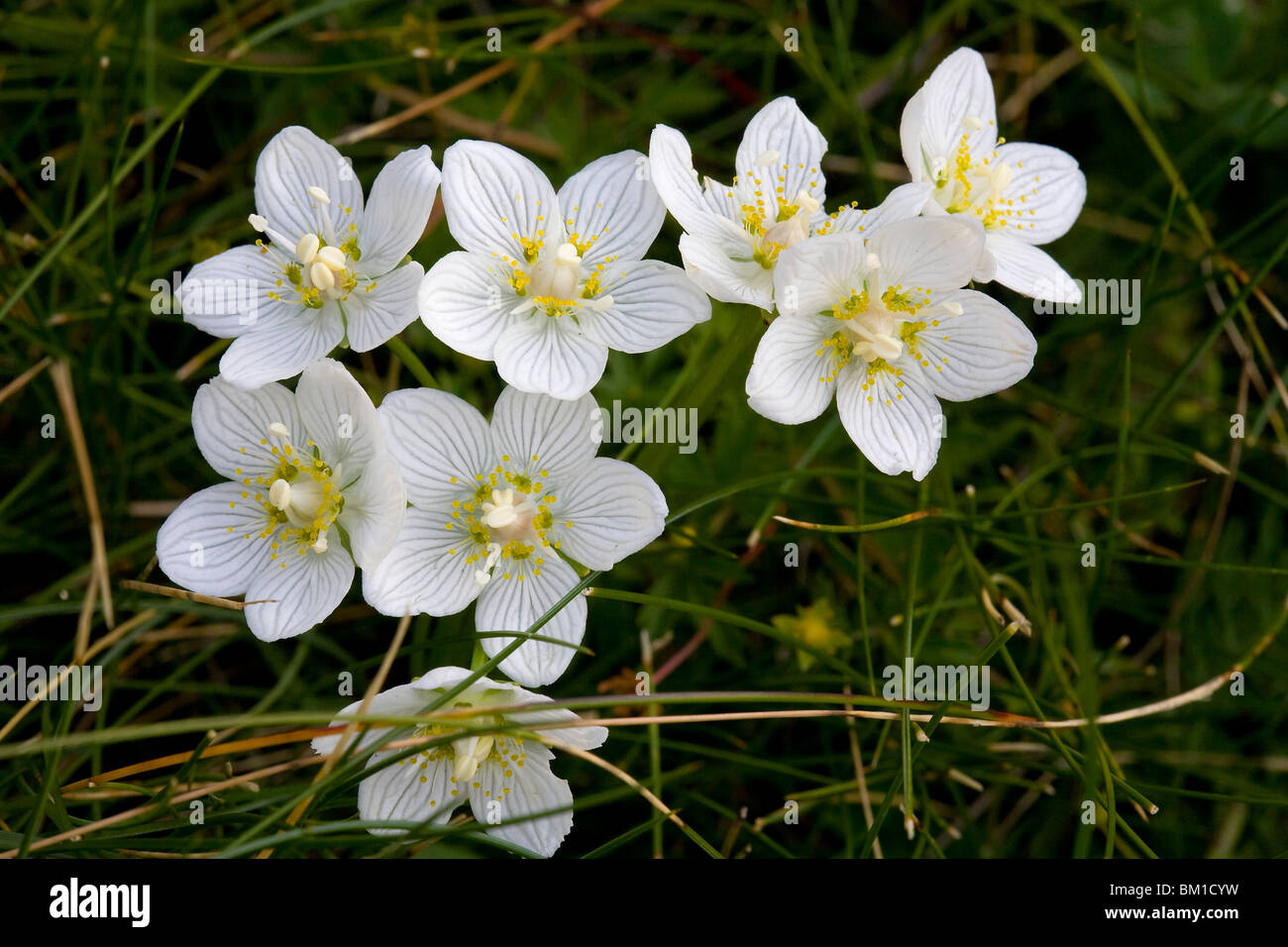 Parnassia palustris, bog star, parnassia Stock Photo - Alamy