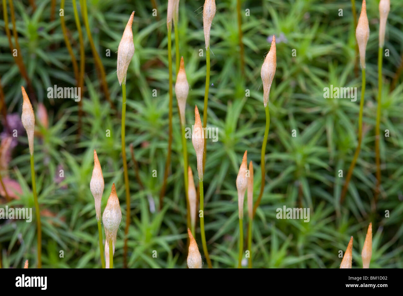 Sporangi hi-res stock photography and images - Alamy