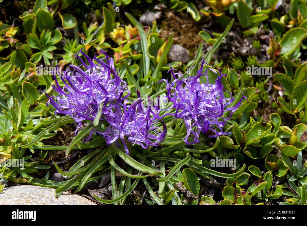 Phyteuma hemisphaericum hi-res stock photography and images - Alamy