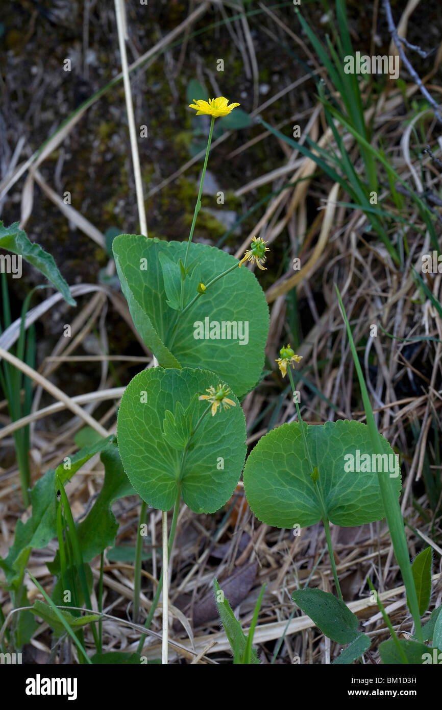 Ranunculus thora, buttercup, ranuncolo tora Stock Photo - Alamy