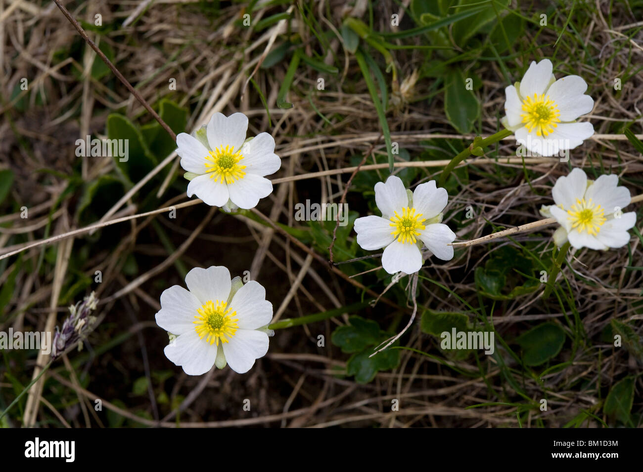 Alpine buttercup ranunculus alpestris hi-res stock photography and ...