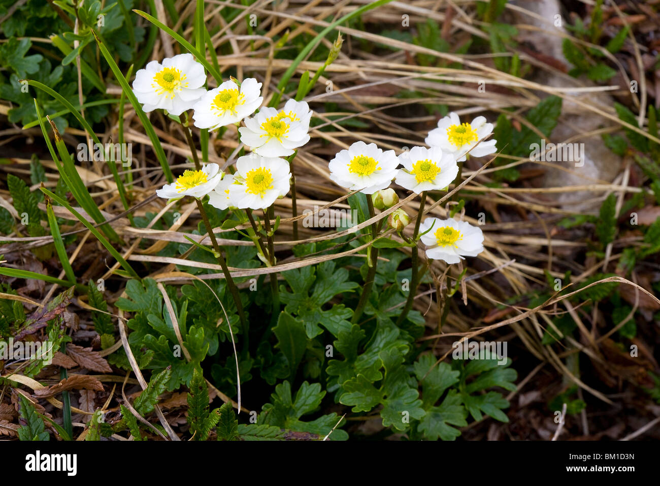 Alpestre hi-res stock photography and images - Alamy