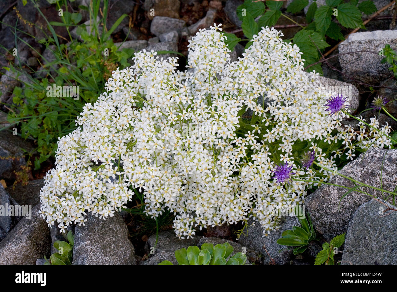 Saxifraga Cotyledon High Resolution Stock Photography and Images - Alamy