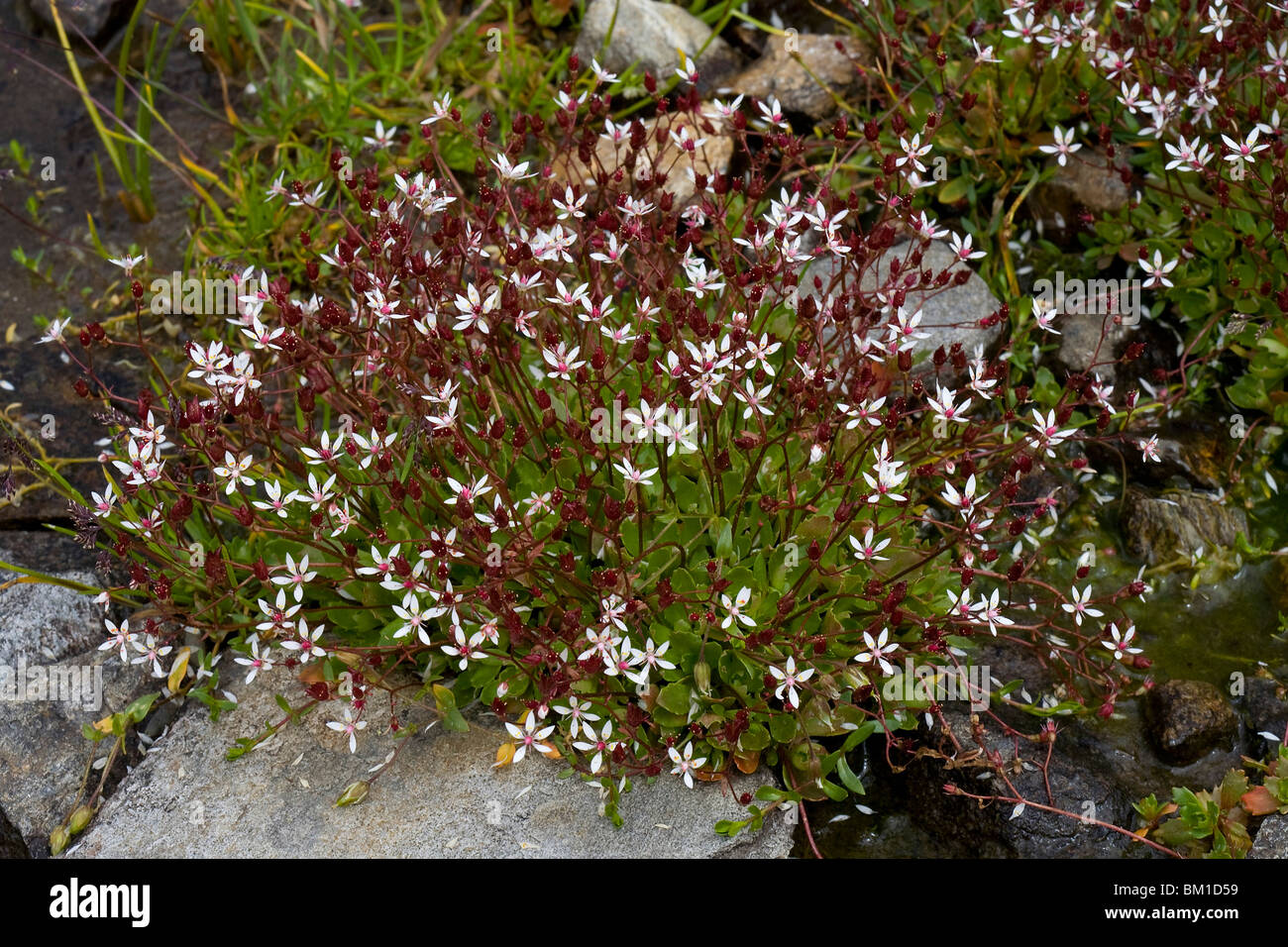 Saxifraga stellaris, saxifrage, sassifraga stellata Stock Photo - Alamy