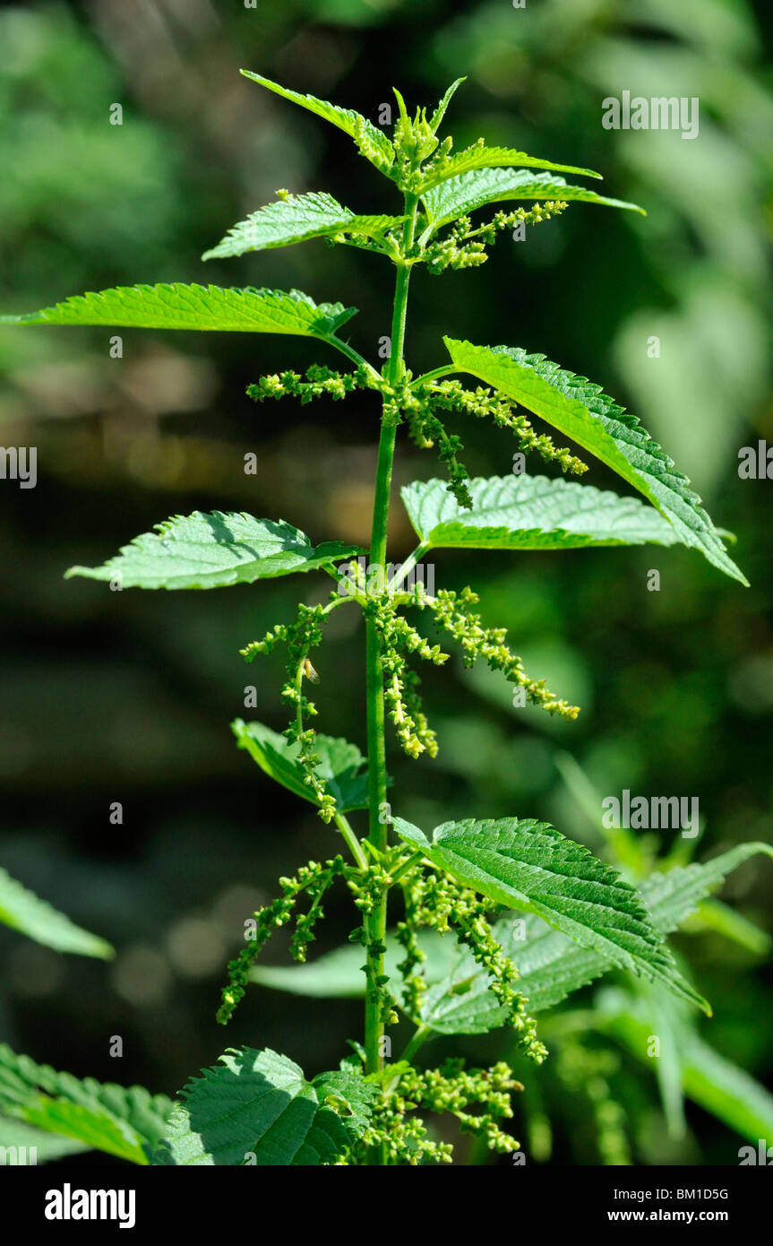Urtica dioica, Stinging nettle Stock Photo - Alamy