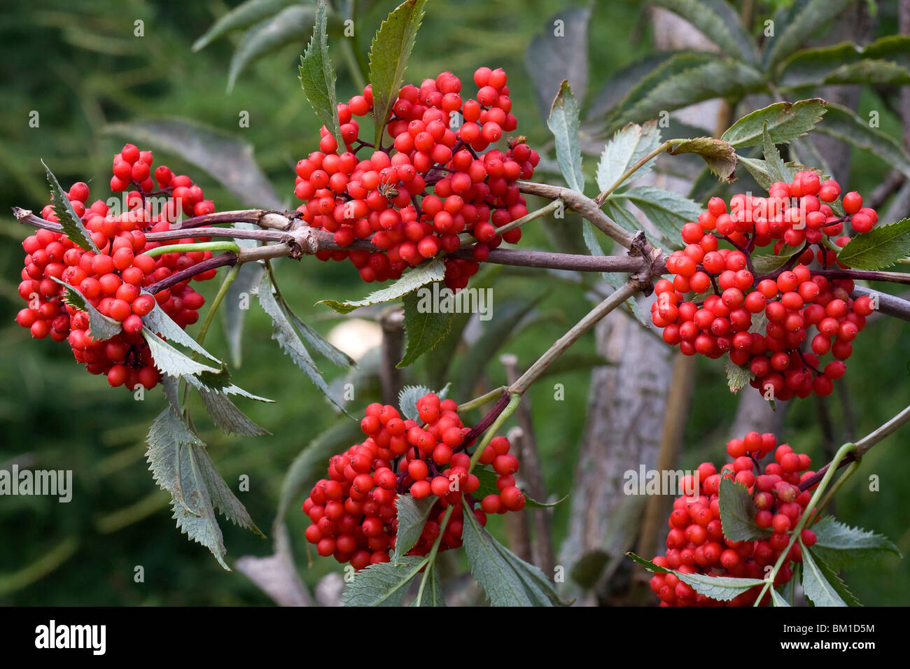 Sambucus racemosa, red-berried elder, sambuco rosso Stock Photo - Alamy