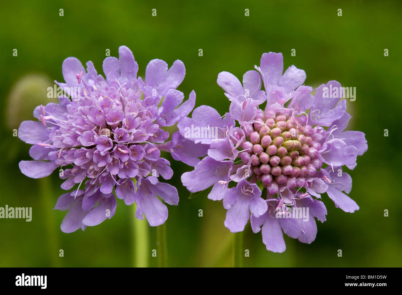 Scabiosa columbaria, small scabious Stock Photo - Alamy