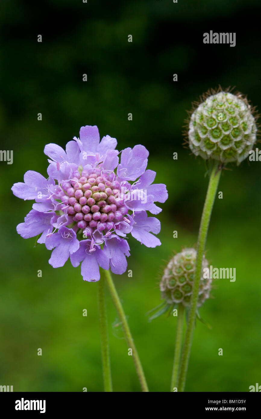 Scabiosa columbaria, small scabious Stock Photo - Alamy