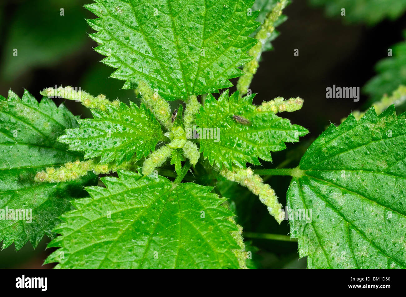 Urtica dioica, Stinging nettle Stock Photo - Alamy