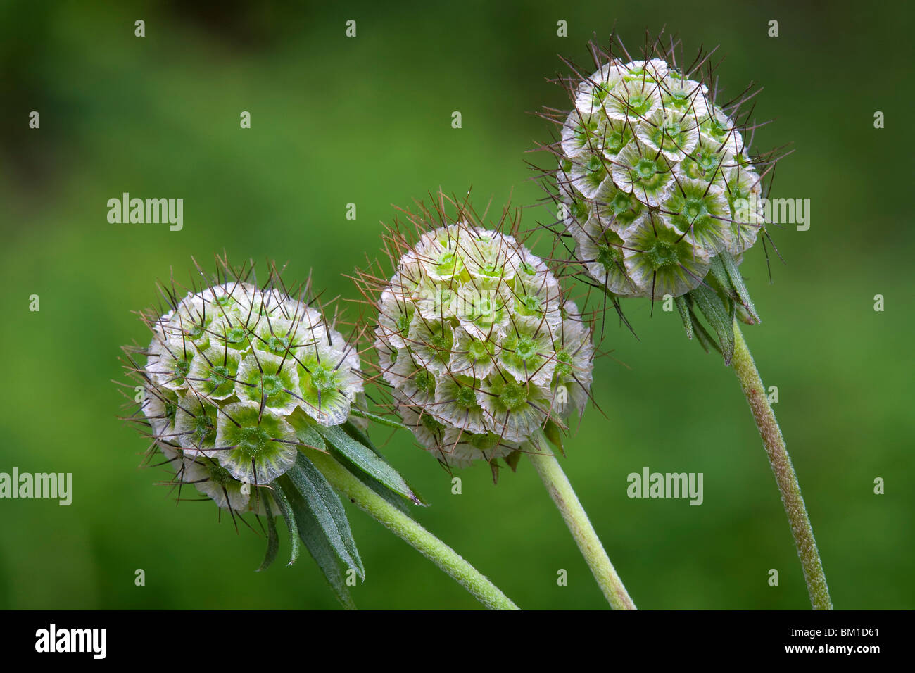 Scabiosa columbaria, small scabious Stock Photo - Alamy