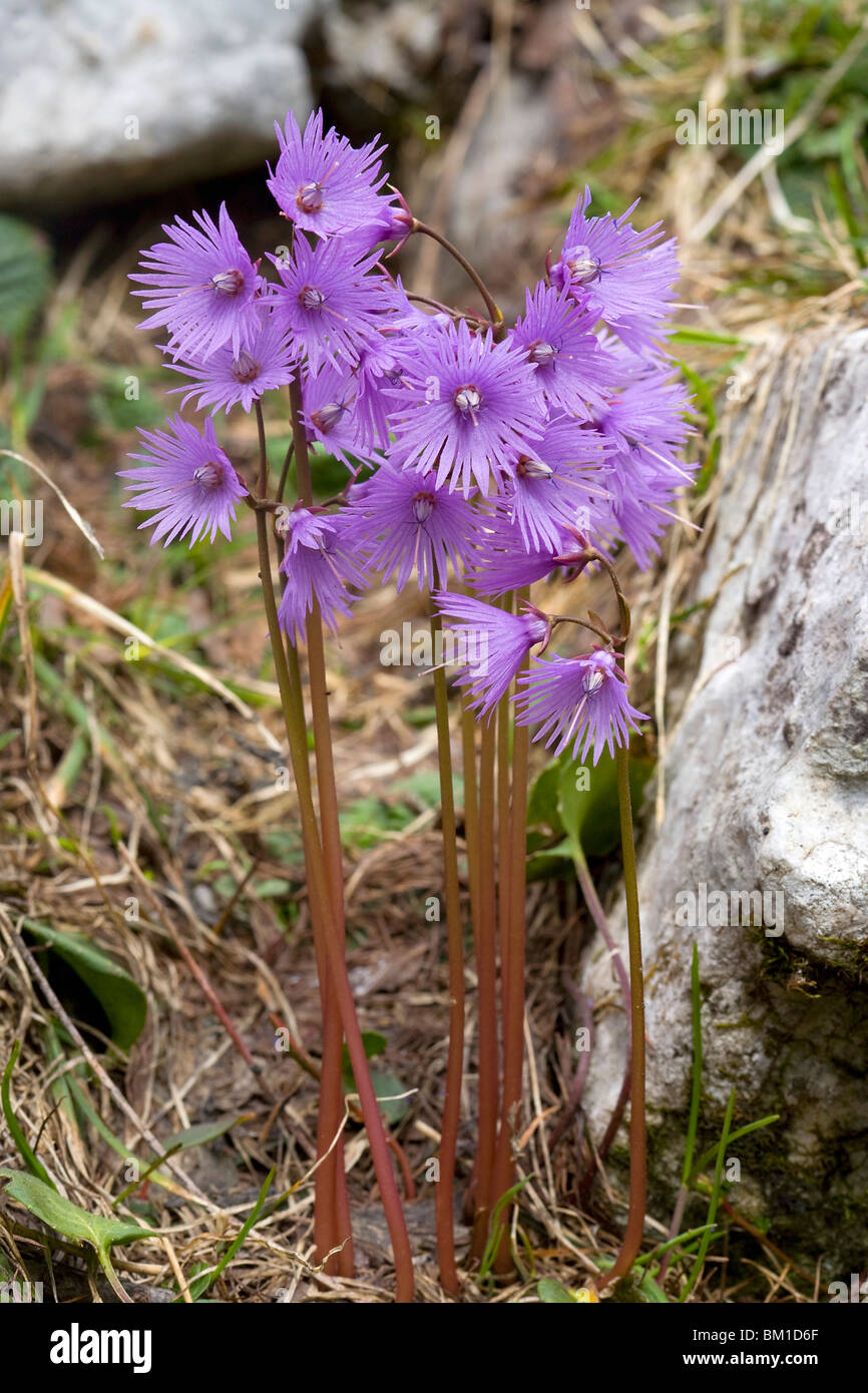 Soldanella alpina, alpine snowbell Stock Photo - Alamy