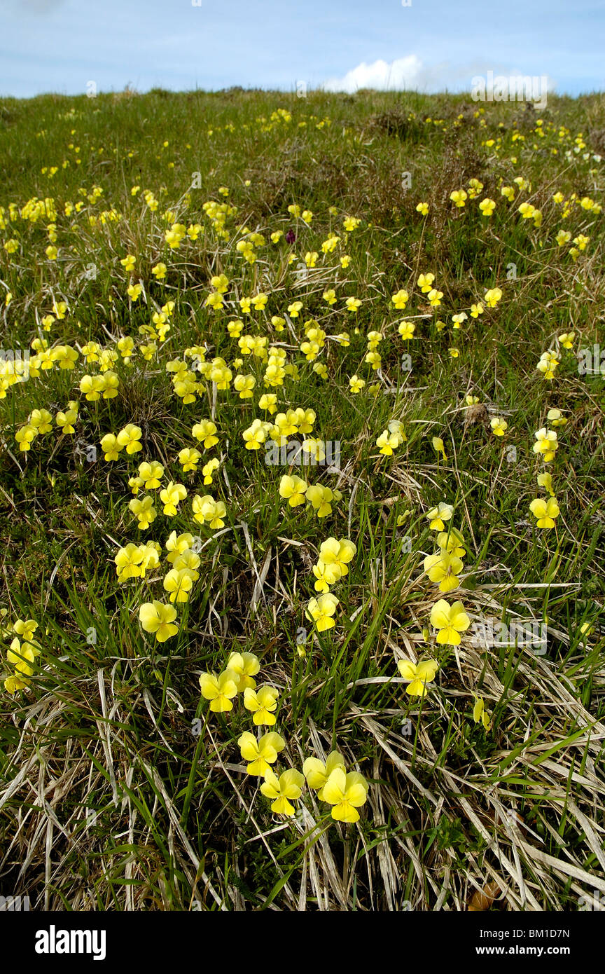 Viola arvensis, Field pansy Stock Photo - Alamy