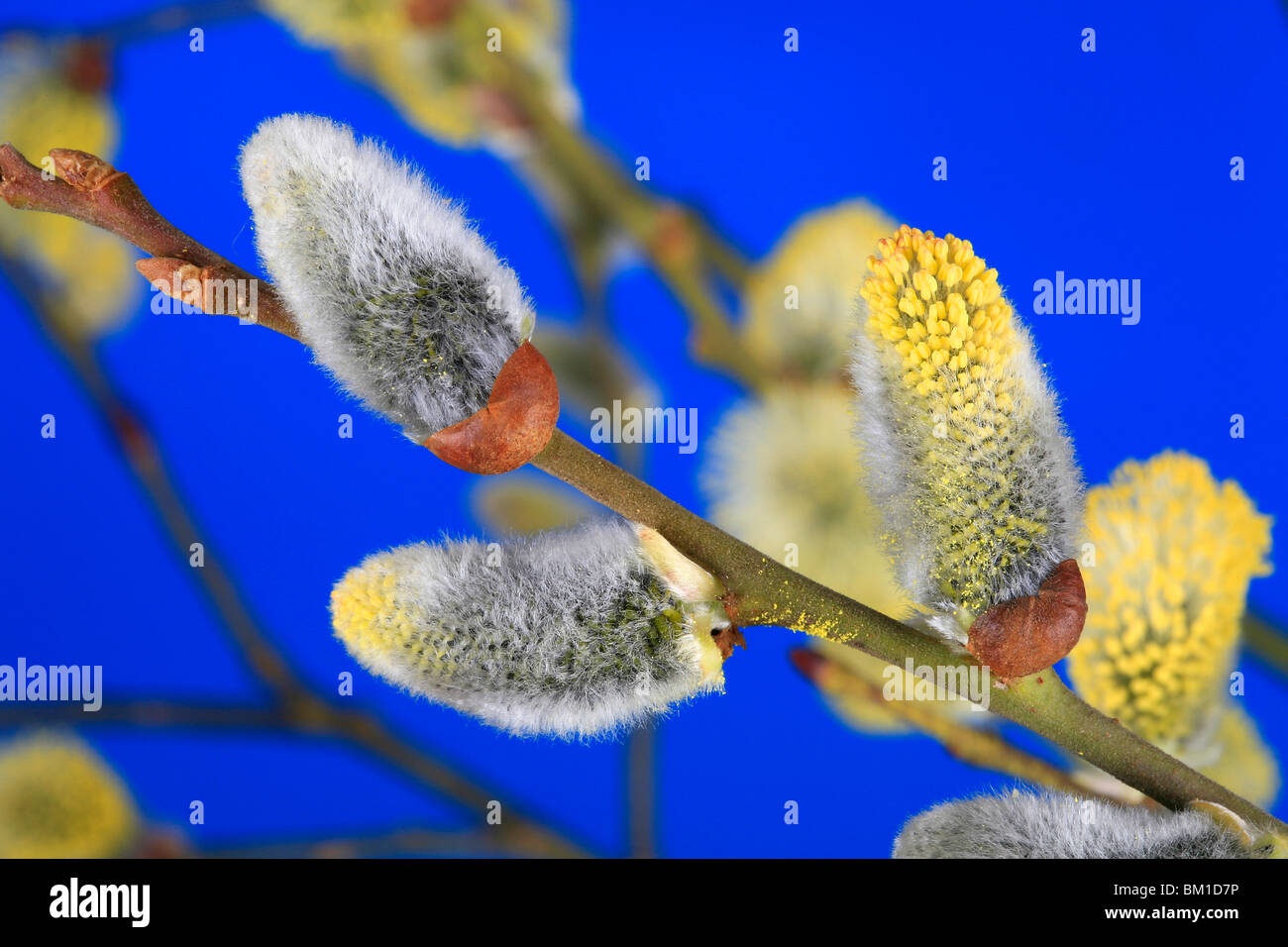 Salix caprea, goat willow, male flowers, salice delle capre Stock Photo ...