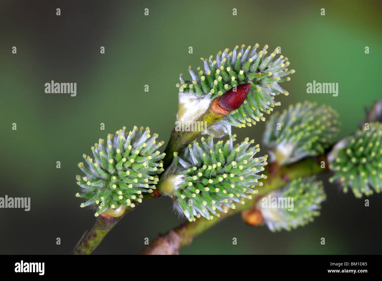 Salix caprea hi-res stock photography and images - Alamy