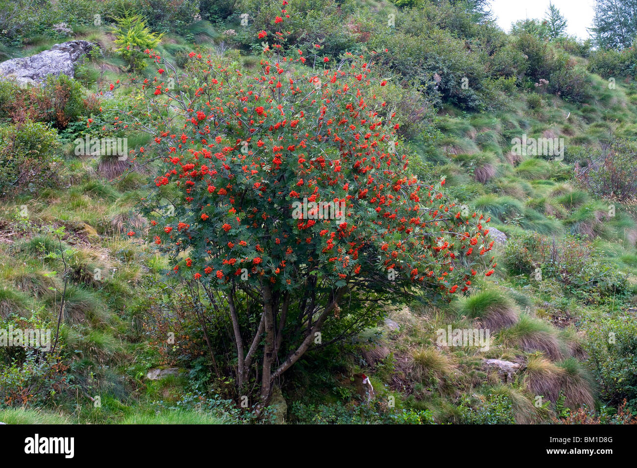 Sorbus aucuparia, rowan, mountain ash, sorbo degli uccellatori Stock ...
