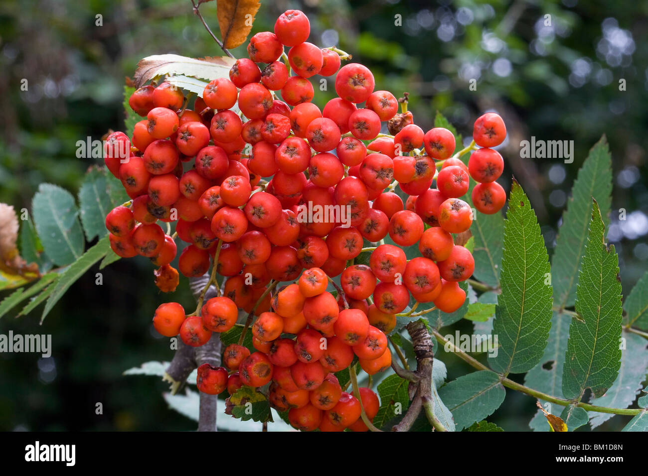 Sorbus aucuparia, rowan, mountain ash, sorbo degli uccellatori Stock ...