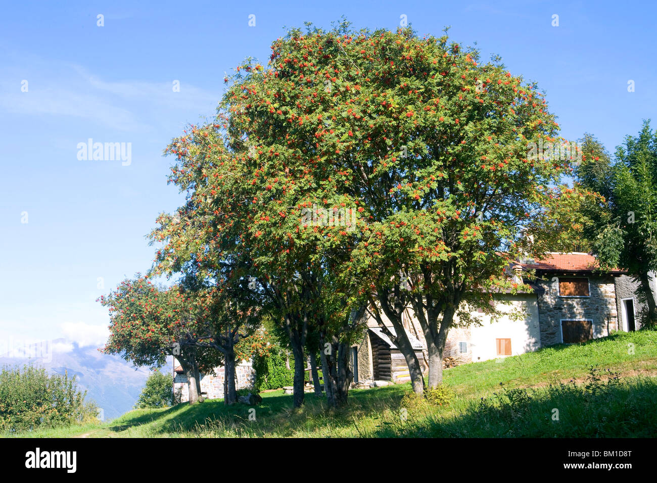 Sorbus aucuparia, rowan, mountain ash, sorbo degli uccellatori Stock ...