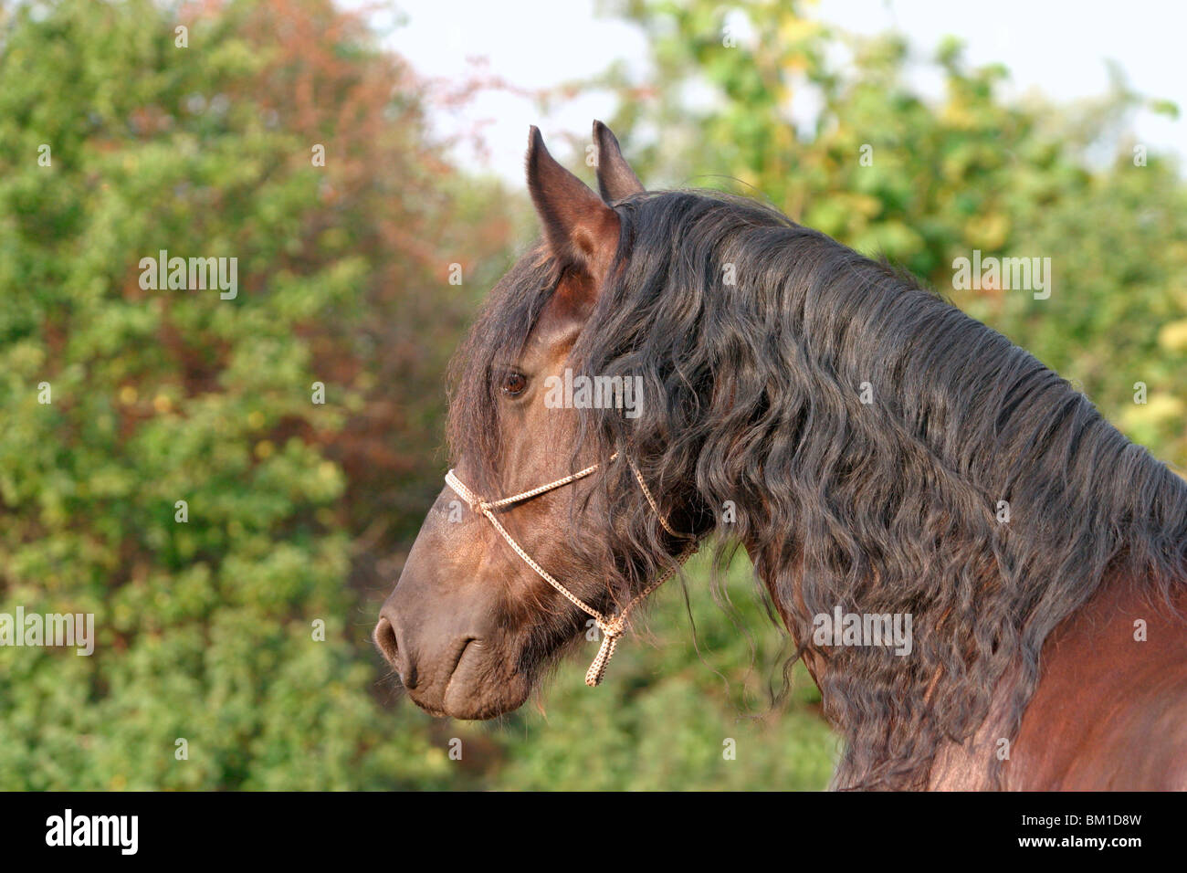 Portrait eines Friesen / Friesian Horse Portrait Stock Photo - Alamy